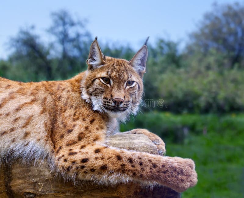 Lynx in wild nature stock photo. Image of cats, summer - 21615390