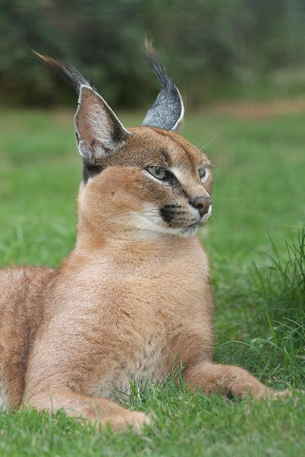 Lynx of Wilde Kat Caracal stock afbeelding. Image of uitziend - 8591187