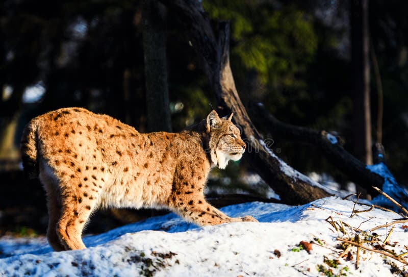 Lynx in winter stock photo. Image of bobcat, coat, natural - 150901132