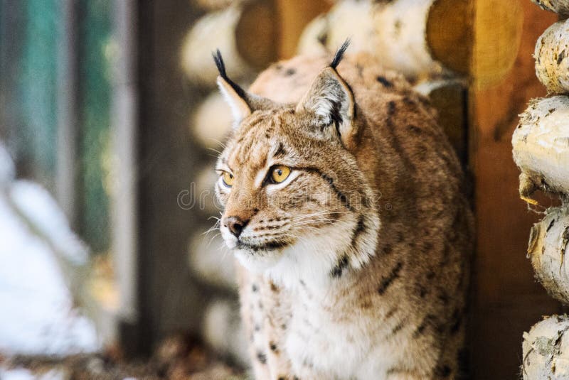 Lynx in winter stock photo. Image of danger, bobcat - 156023640
