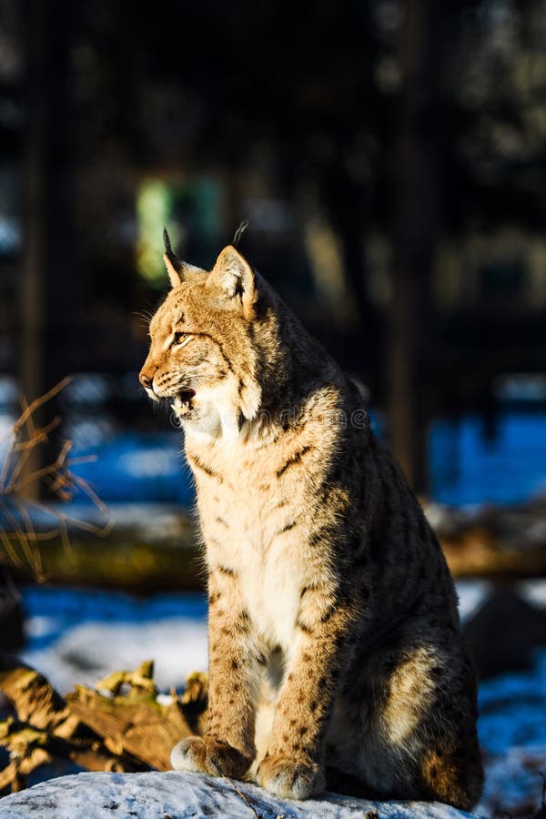 Lynx in winter stock photo. Image of beautiful, natural - 156024228