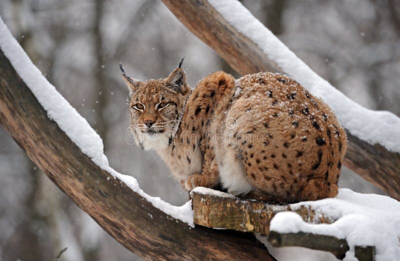 Iberian lynx stock photo. Image of iberian, animal, monitor - 2059748