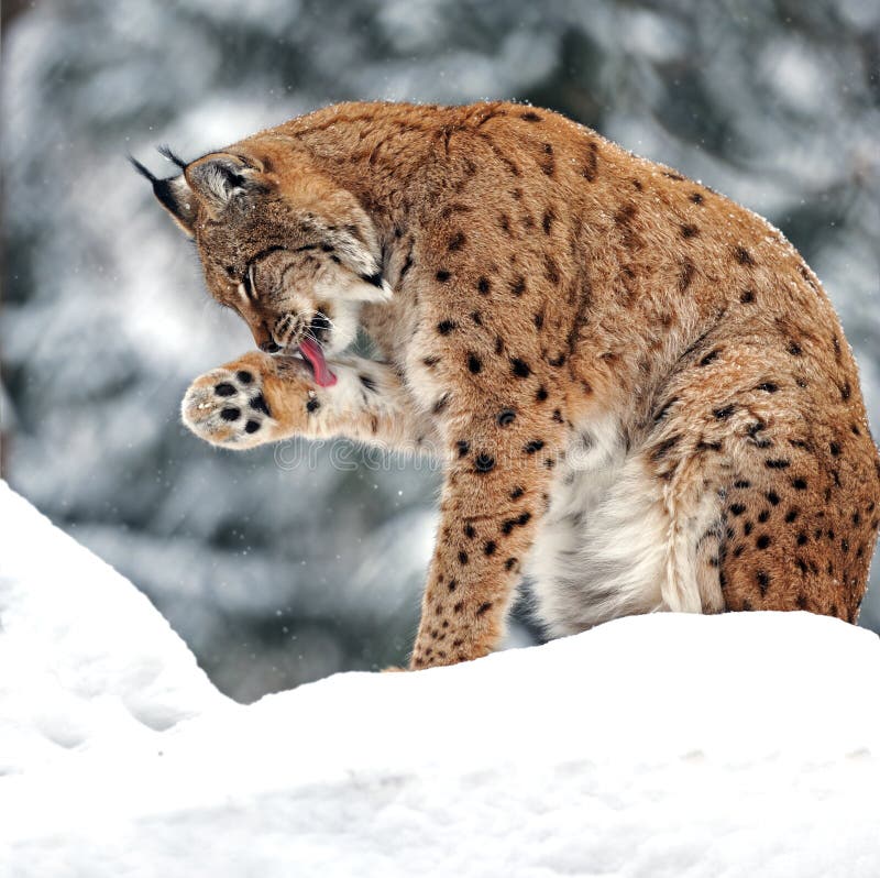 Lynx in winter stock photo. Image of cold, animal, sleet - 23403570
