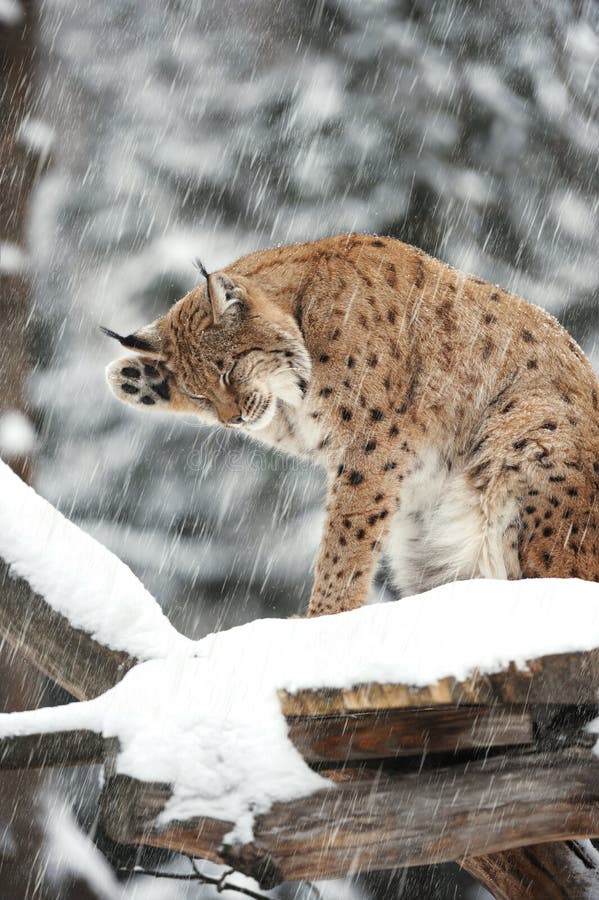 Canadian Lynx Smelling Young Pine Tree Stock Photo - Image of lynx ...