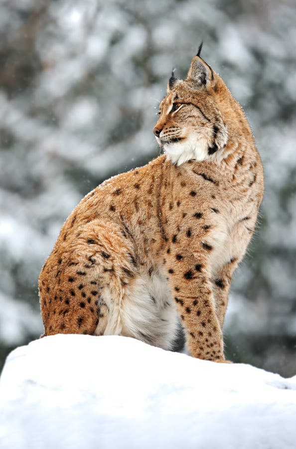 Lynx in winter stock photo. Image of cold, animal, sleet - 23403570