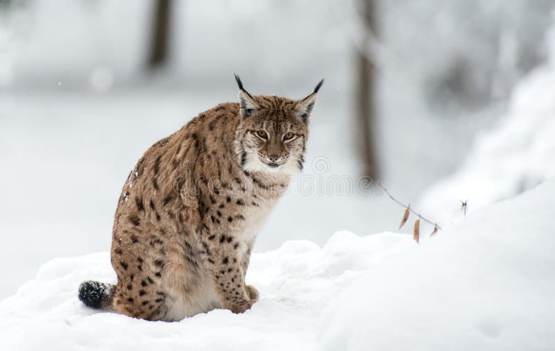 Lynx in winter stock image. Image of nature, north, fierce - 29162355