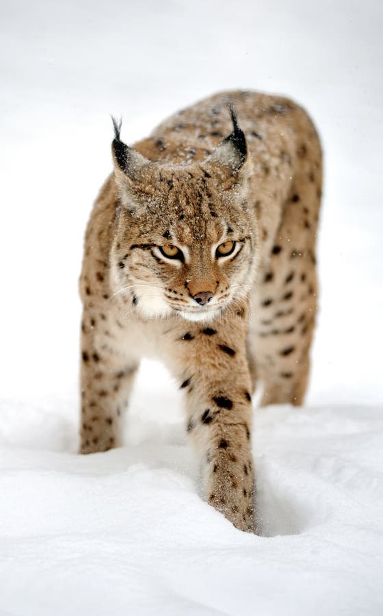 Lynx in winter stock photo. Image of lynx, north, tree - 36490902