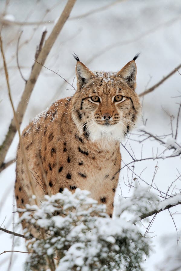 Lynx in winter stock image. Image of coat, animal, eyes - 46060137