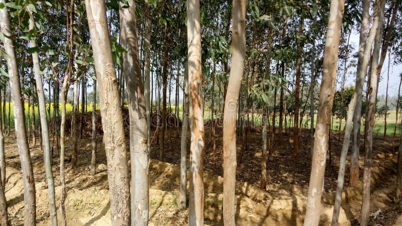 Lyptus trees stock photo. Image of lyptus, indian, trees - 144053004