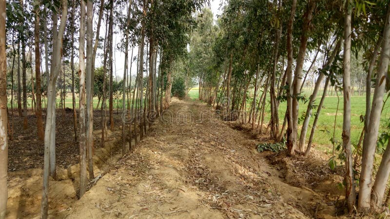 Lyptus trees stock photo. Image of forest, lyptus, indian - 144052902