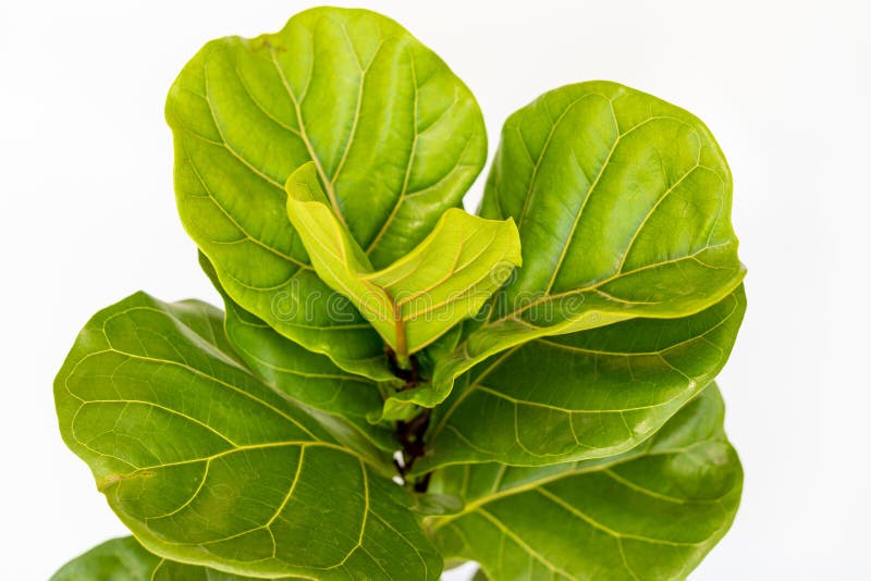 Fiddle Leaf Fig Tree Top View Isolated on White Background Stock Photo ...