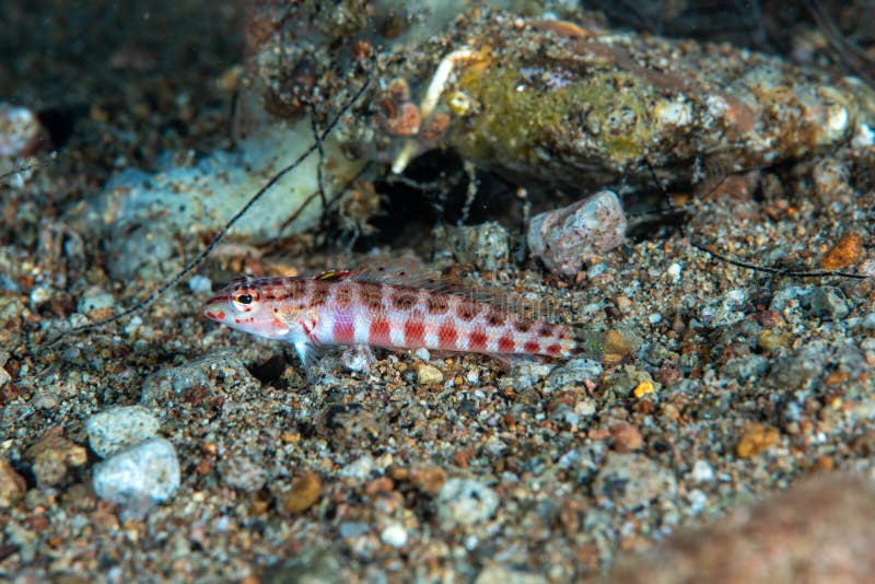 Lyre-Tail Grubfish stock photo. Image of dauin, reefs - 238843324