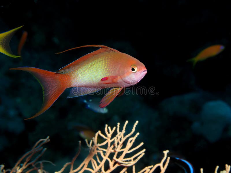 Lyretail Anthias Fish Known As Pseudanthias Squamipinnis Stock Image ...