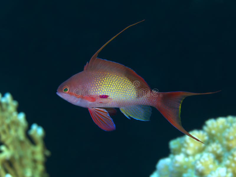 Anthias Saltwater Fish stock photo. Image of saltwater - 35845102