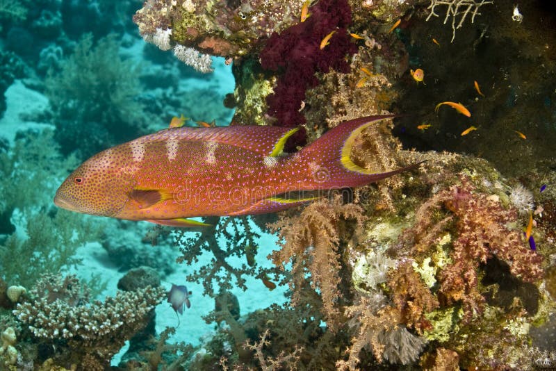 Lyretail Grouper (variola Louti) Stock Photo - Image of fish, blenny ...