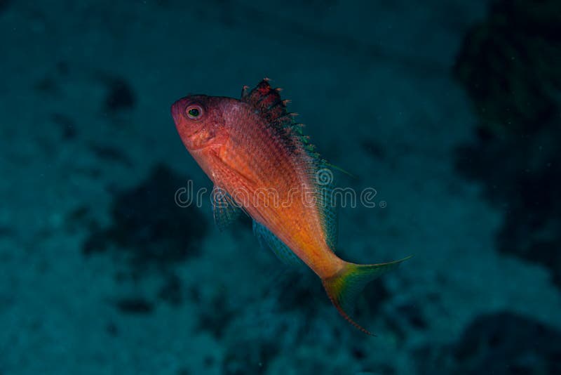 Lyretail Hawkfish Cyprinocirrhites Polyactis Stock Photo - Image of ...