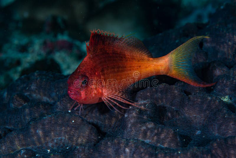 Lyretail Hawkfish Cyprinocirrhites Polyactis Stock Image - Image of ...