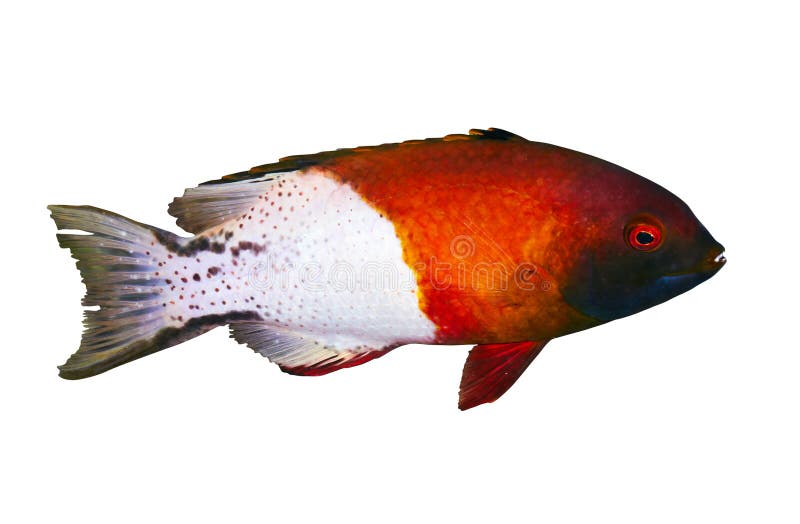 Hogfish Stock Photos - Download 106 Royalty Free Photos