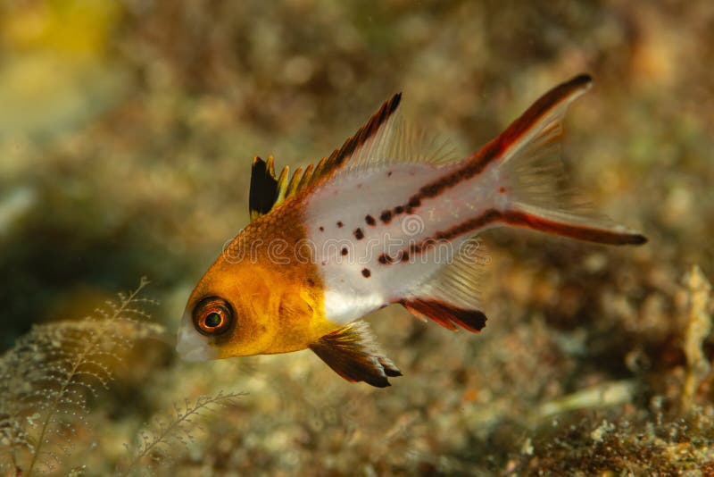 Lyretail Hogfish at Sea Sandbank 1772 Stock Image - Image of marsa ...