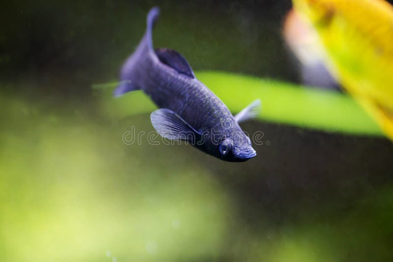 Black Balloon Molly Fish