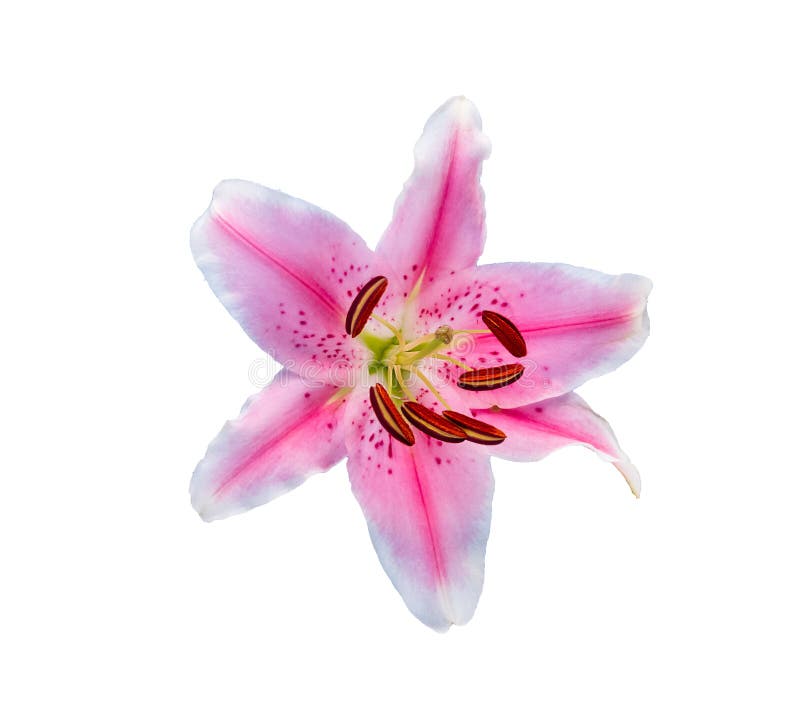 Lys Flower Isolated on White Background. Stock Photo - Image of white ...
