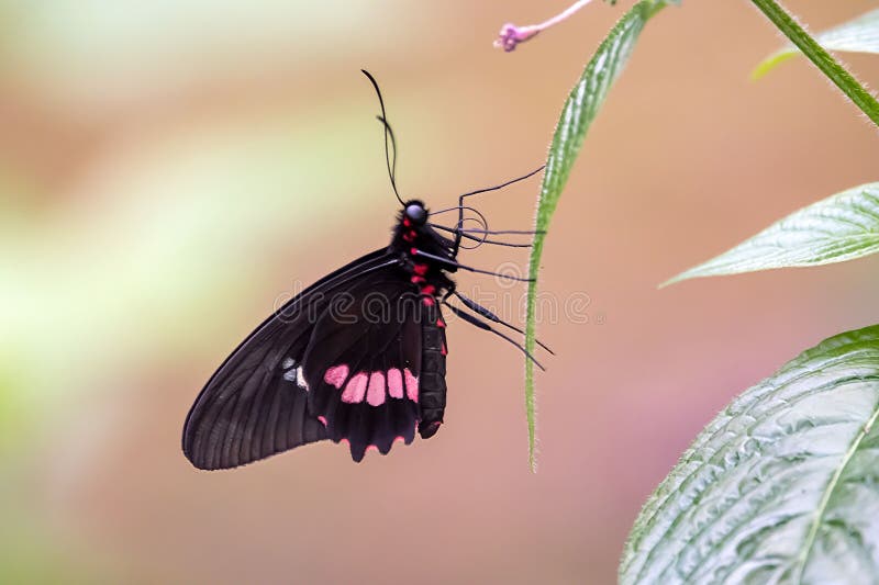 Lysander Cattleheart, Parides Lysander Stock Image - Image of animal ...