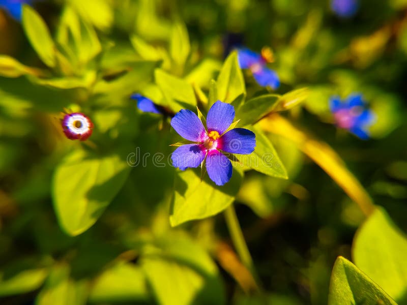Lysimachia Foemina Flower on Green Leavs Background Stock Image - Image ...