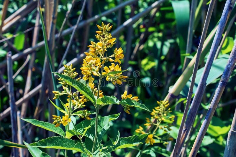 Lysimachia Nummularia, Yellow Small Flowers on a Background of Small ...