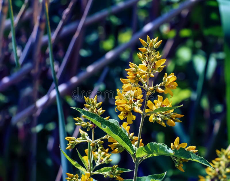 Lysimachia Nummularia, Yellow Small Flowers on a Background of Small ...