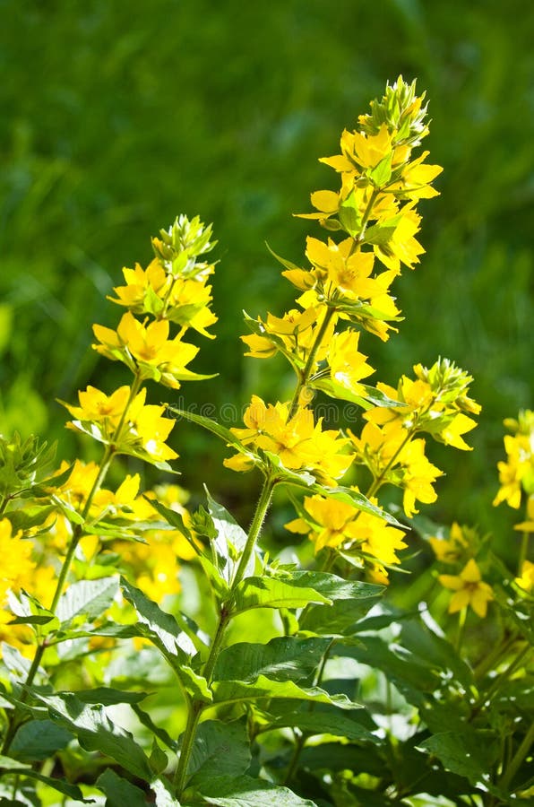 Lysimachia Punctata Alexander or Yellow Loosestrife Blooms in Flower ...