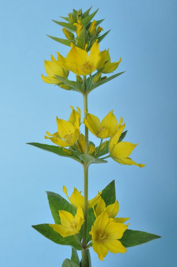 Lysimachus on a Blue Background Stock Image - Image of isolated, macro ...