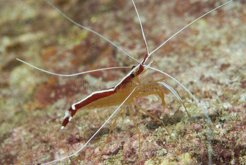 Lysmata amboinensis stock photo. Image of biology, lysmata - 209295634