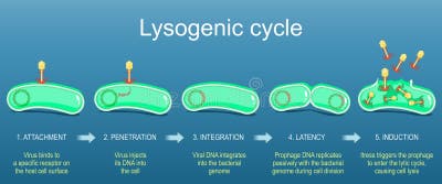 Lysogenic cycle stock vector. Illustration of viral - 364380250