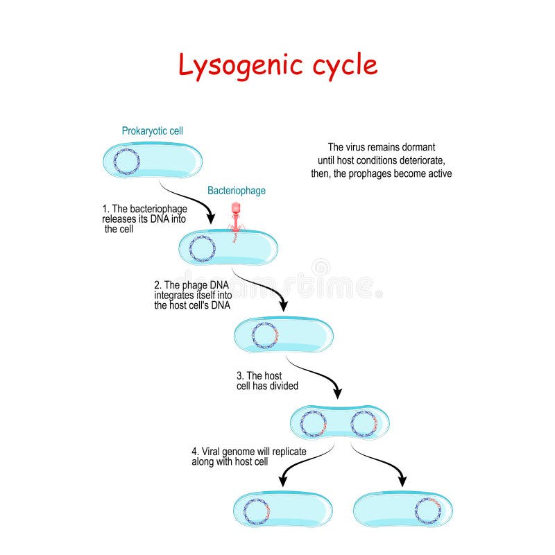 Lysogenic Cycle with Bacteriophage Stock Vector - Illustration of ...