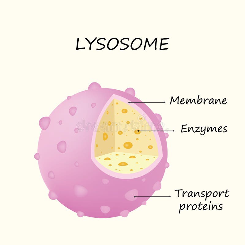 Anatomy of the Lysosome: Hydrolytic Enzymes, Membrane and Transport ...