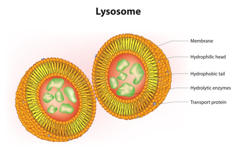 Anatomy of lysosome stock vector. Illustration of lysosome - 321277641