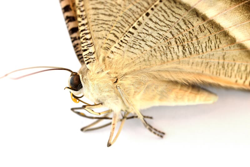 Lyssa zampa stock photo. Image of biology, animal, brown - 43760786