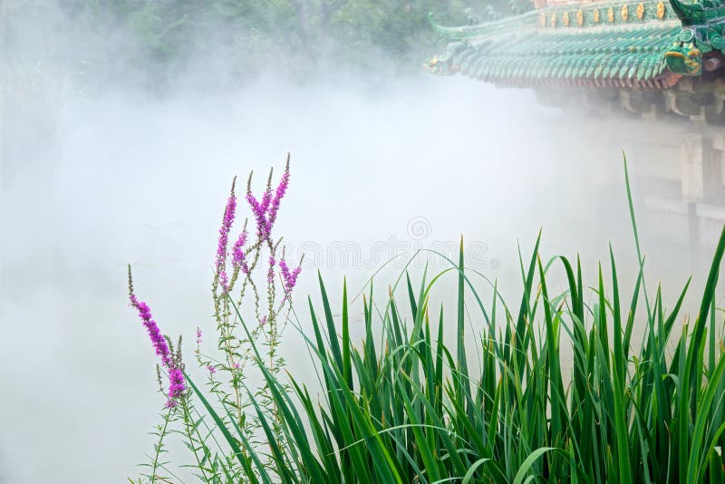 Garden in mist stock photo. Image of garden, blooming - 252727284