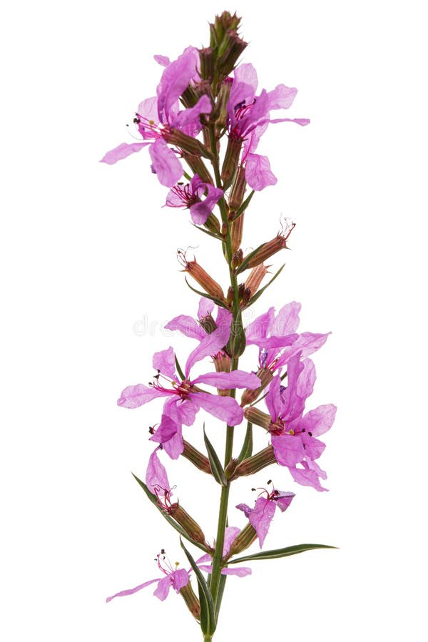 Lythrum Salicaria Flowers Isolated on White Background Stock Image ...