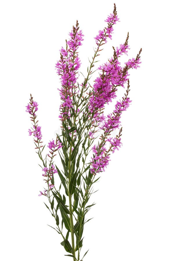 Lythrum Salicaria Flowers Isolated on White Background Stock Image ...