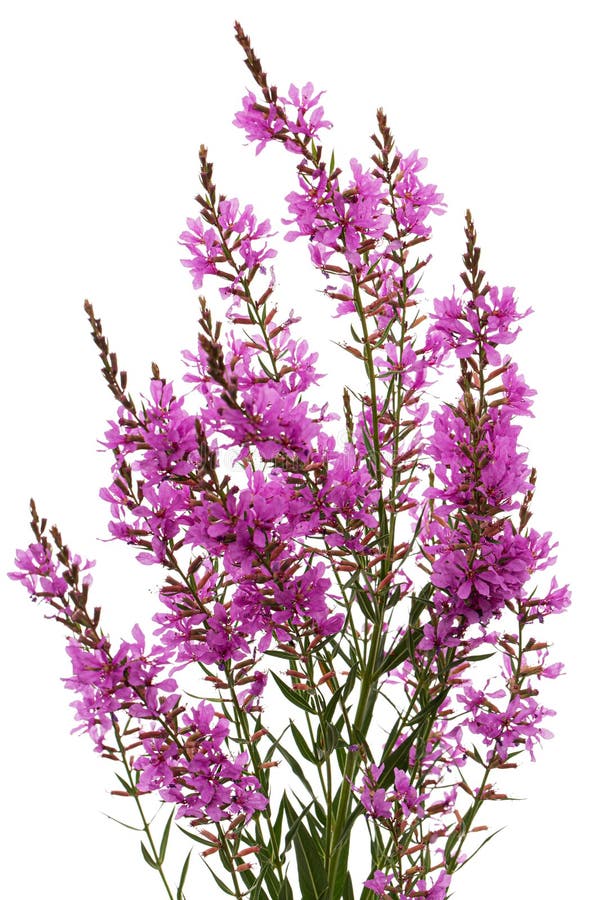 Lythrum Salicaria Flowers Isolated on White Background Stock Photo ...
