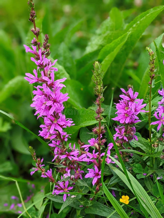 Lythrum Salicaria Robin Grows in the Garden in Summer Stock Image ...