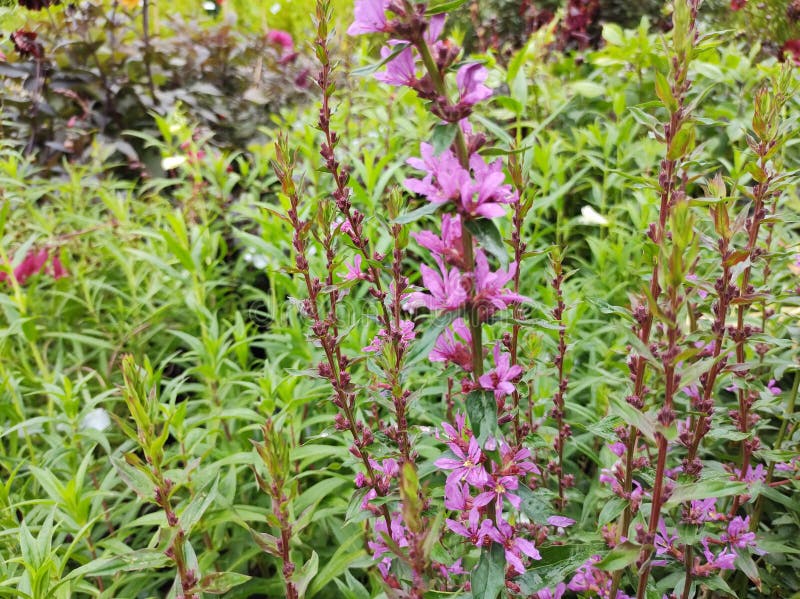 Lythrum Virgatum - Wild Plant Stock Photo - Image of beautiful, lythrum ...