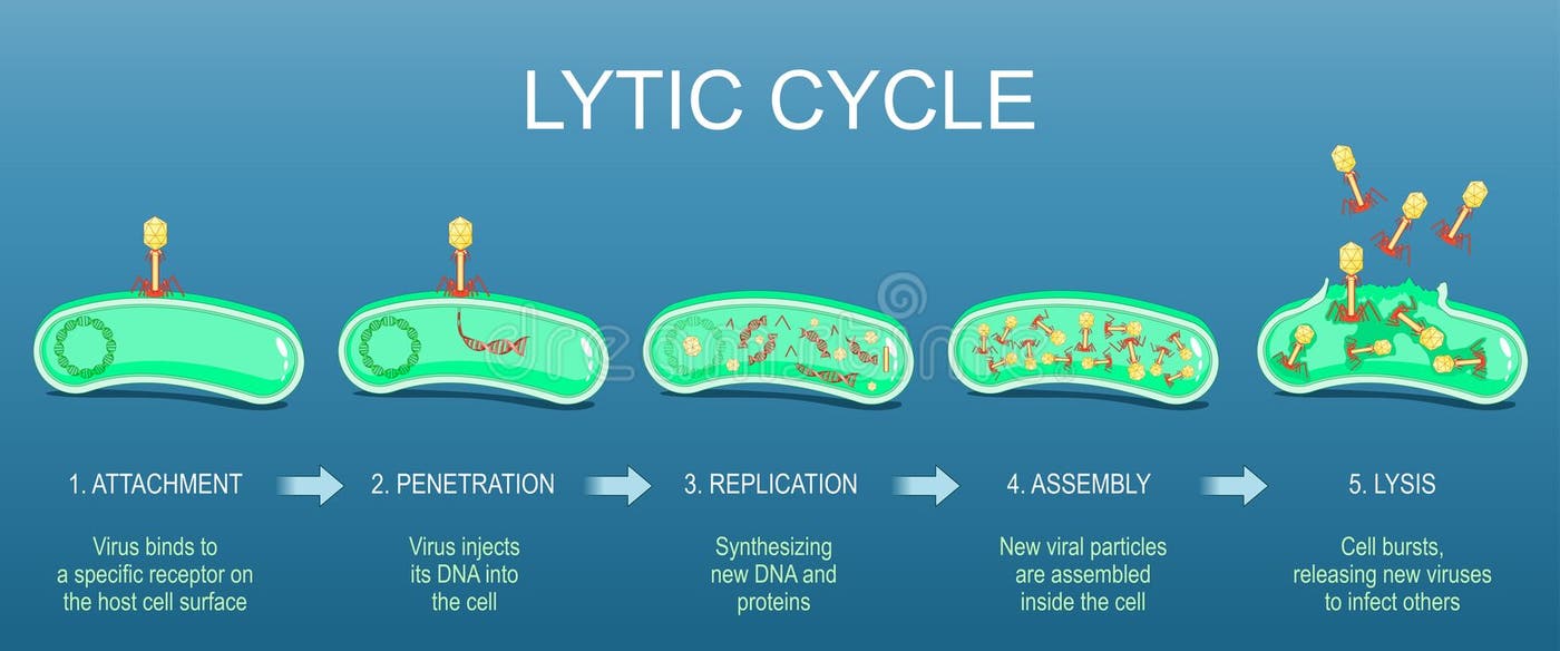Lytic Cycle Stock Illustrations – 28 Lytic Cycle Stock Illustrations ...