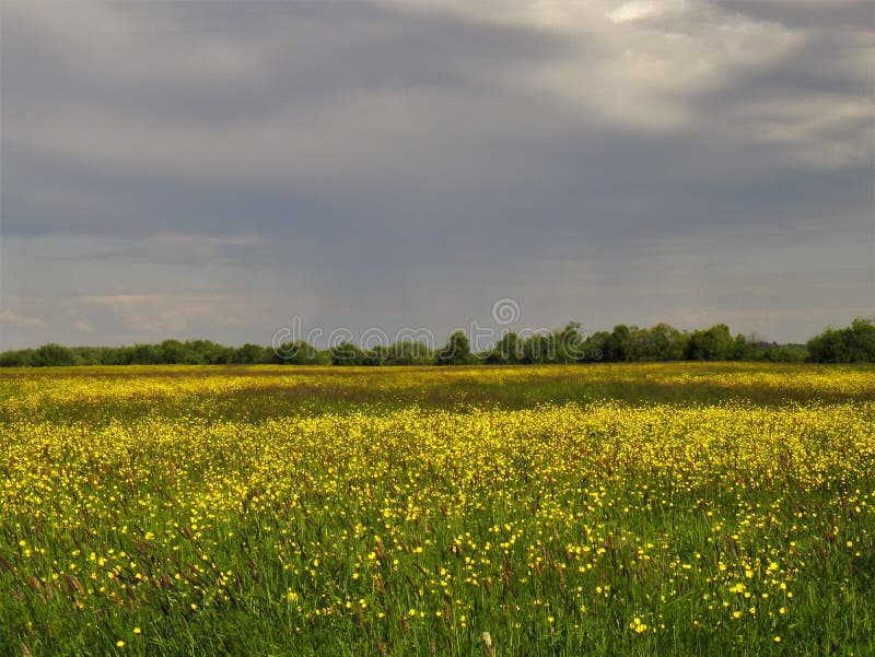 Field, Russian field stock photo. Image of field, nature - 100956604