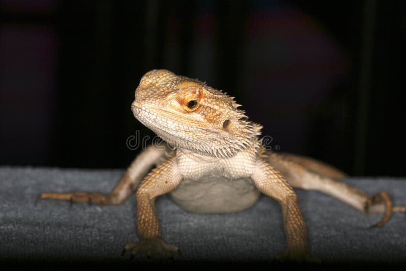 Lyzard stock photo. Image of jump, close, clutches, saurus - 109044
