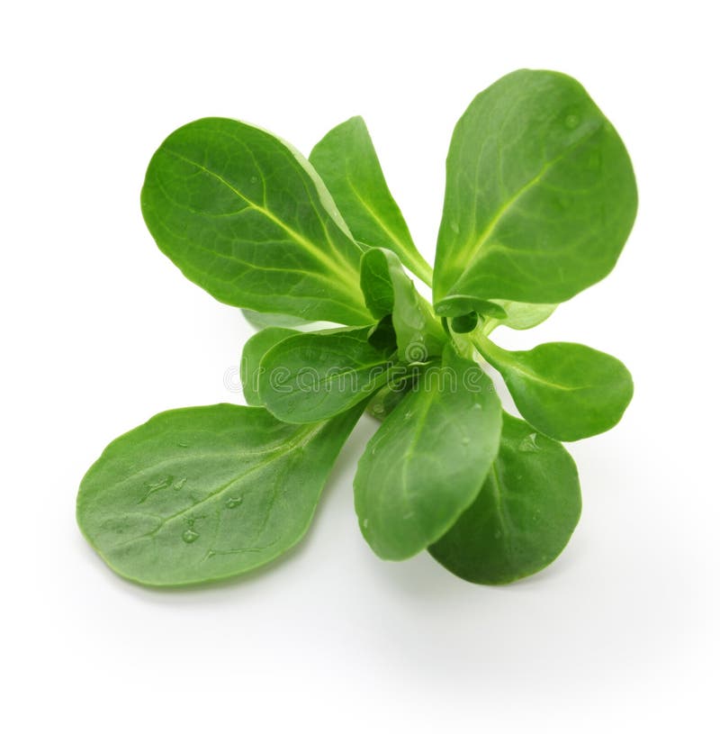 Mâche, mache, mâche image stock. Image du agriculture - 38354893