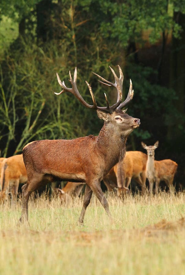 Cerfs Communs Rouges, Elaphus De Cervus, Combat Pendant L'orni?re Photo ...