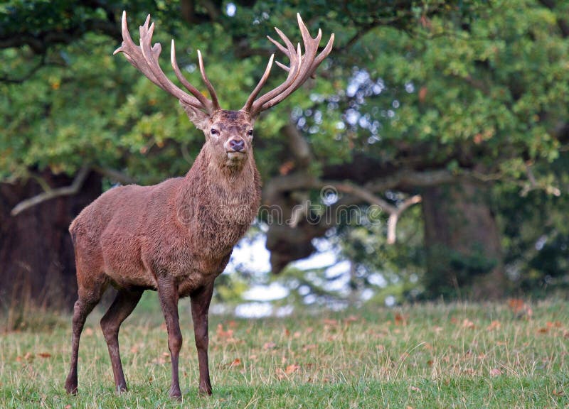 Mâle De Cerfs Communs Rouges (elaphus De Cervus) En Automne. Photo ...