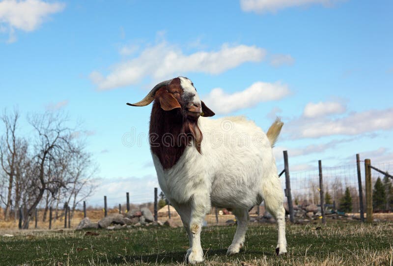 Mâle de chèvre de Boer image stock. Image du agriculteur - 49842381